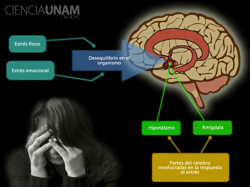 ¿Cómo afecta el cerebro a los trastornos emocionales? - Haras Dadinco ¿Cómo afecta el cerebro a los trastornos emocionales? - Haras Dadinco